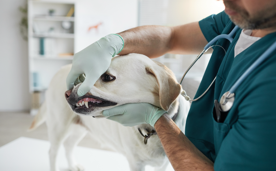 Care of your pet's teeth - Victoria Vets