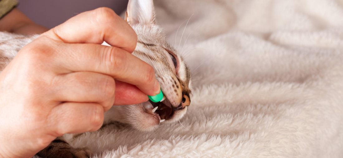 How To Give A Cat A Pill... - Victoria Vets